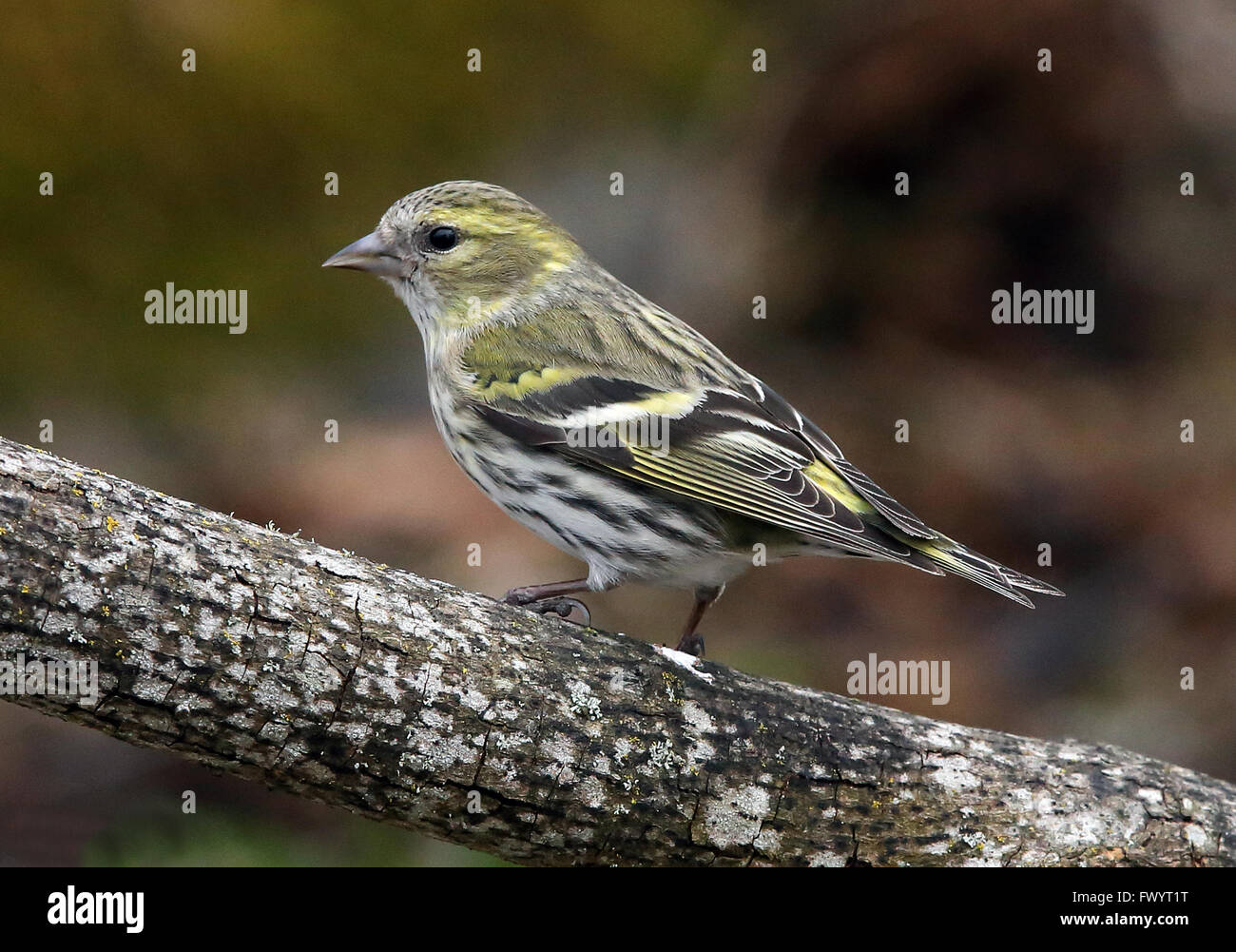 Finch siskin garden bird hi-res stock photography and images - Alamy