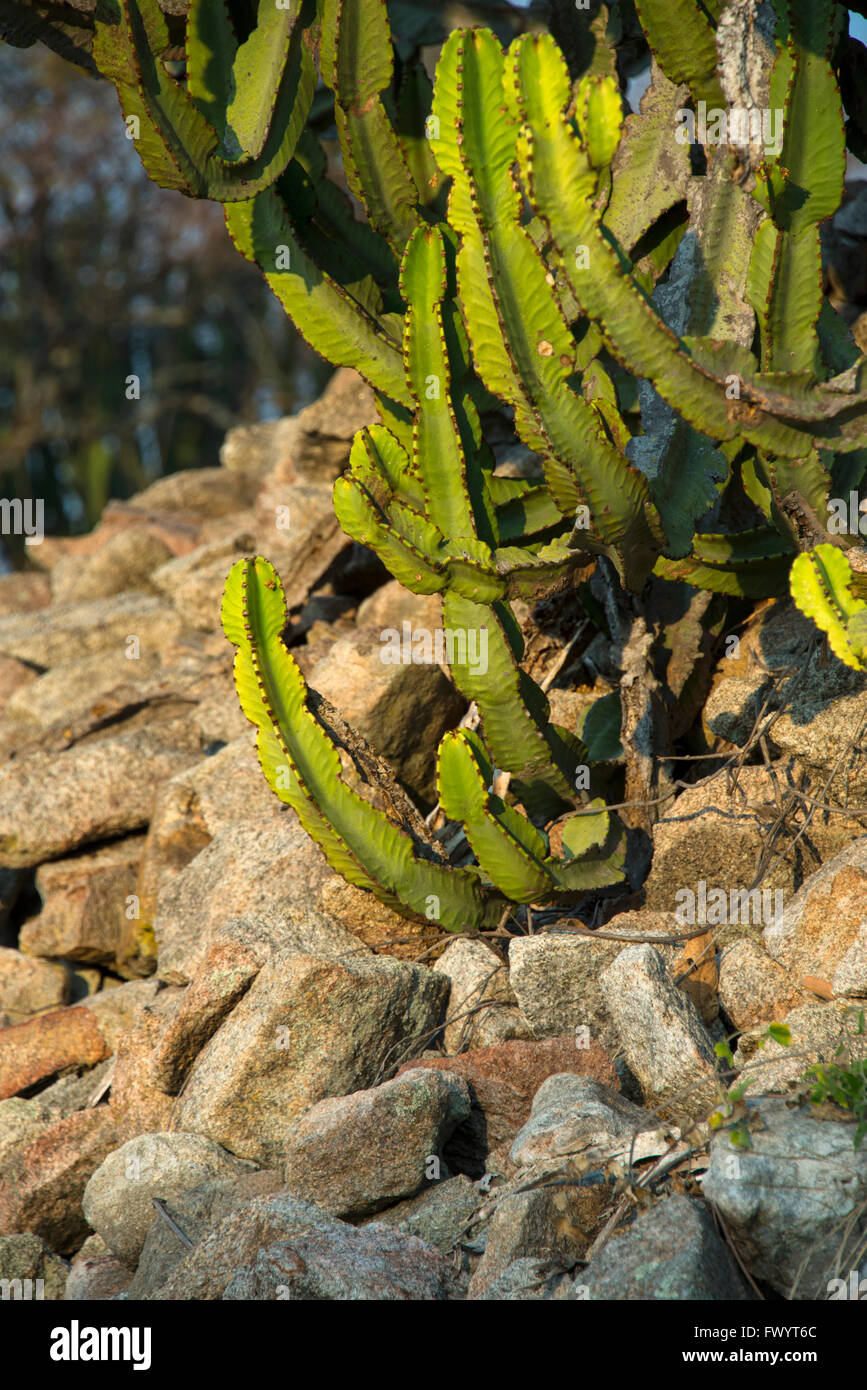 Danangombe hi-res stock photography and images - Alamy