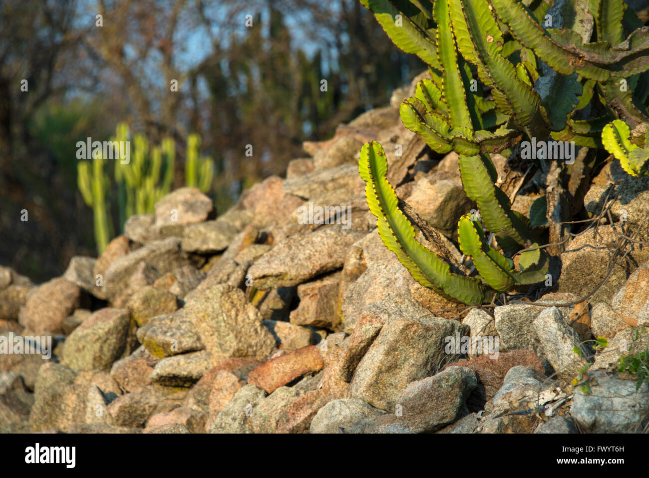 Torwa dynasty hi-res stock photography and images - Alamy