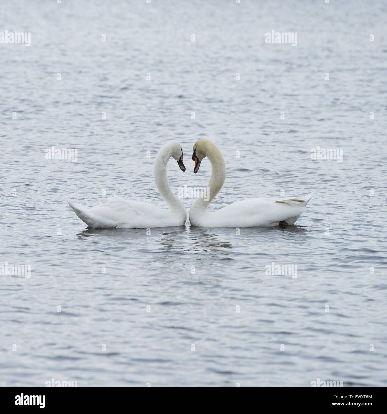 Romantic two swans, Love Stock Photo - Alamy