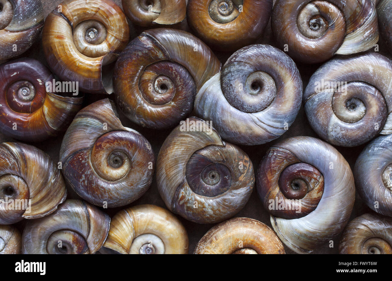 Arrangement of Great ramshorn (Planorbarius corneus) empty shells Stock ...