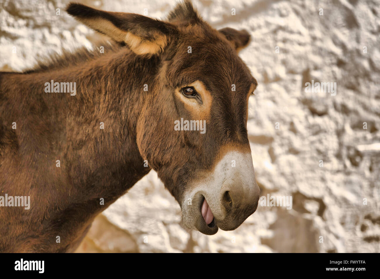 Donkey Farm Animal brown color standing close the city wall of ancient ...
