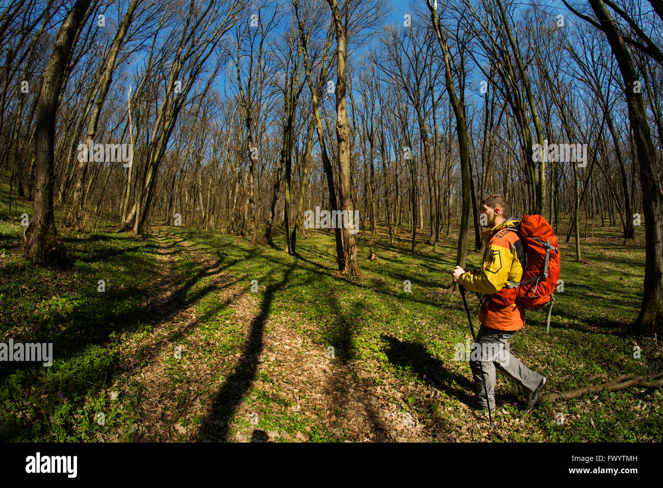 Active healthy man hiking in beautiful forest Stock Photo - Alamy