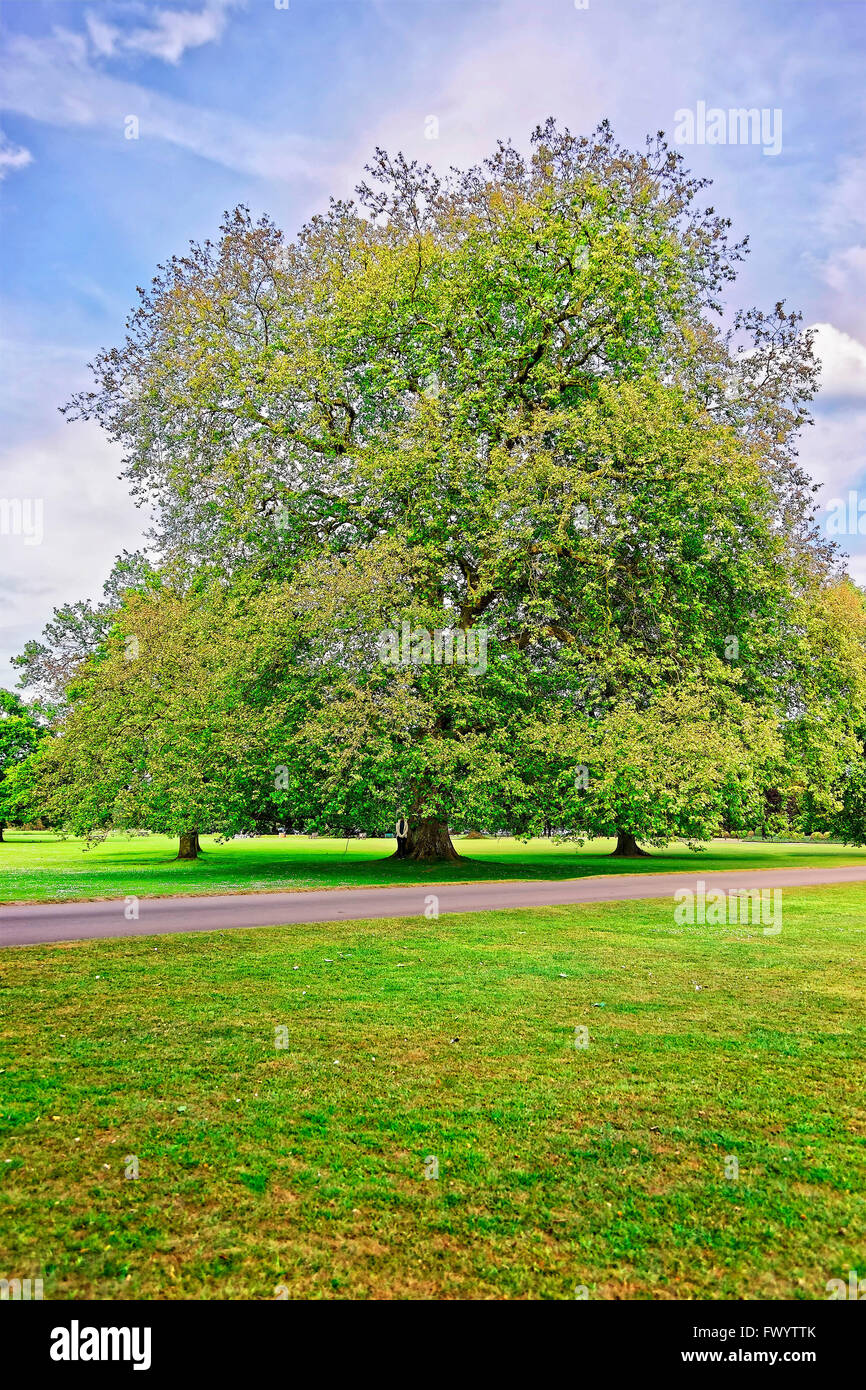 Big old maple tree in Park of Audley End House in Essex in England. It ...