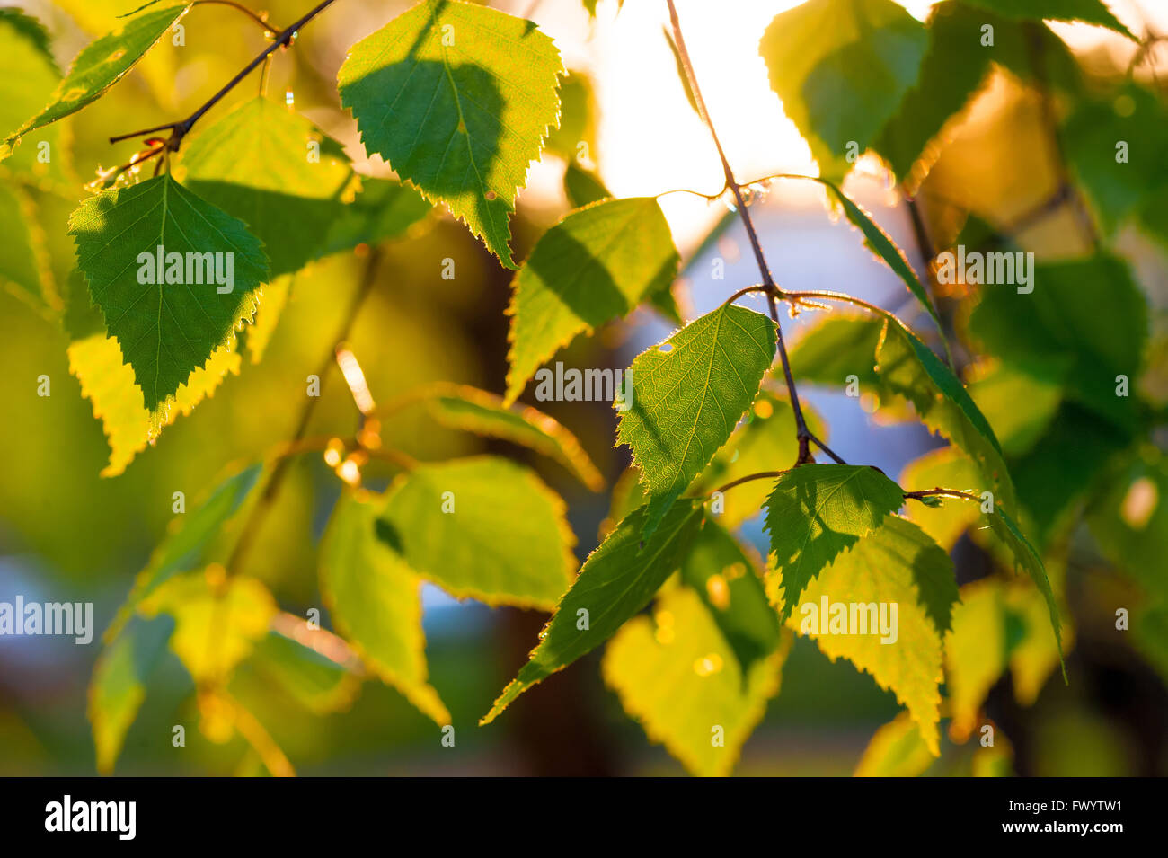 Solar beams hi-res stock photography and images - Alamy