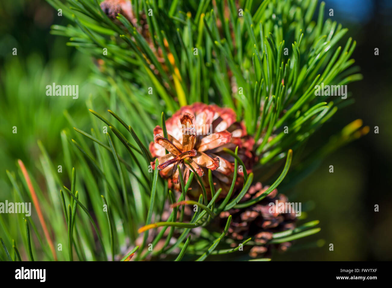 Bump on the tree hi-res stock photography and images - Alamy