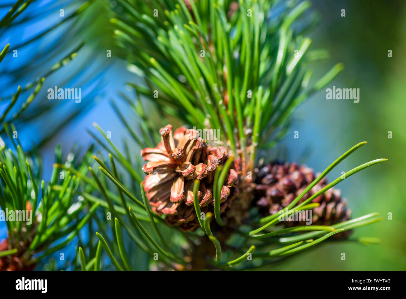 Pine cone colors hi-res stock photography and images - Alamy