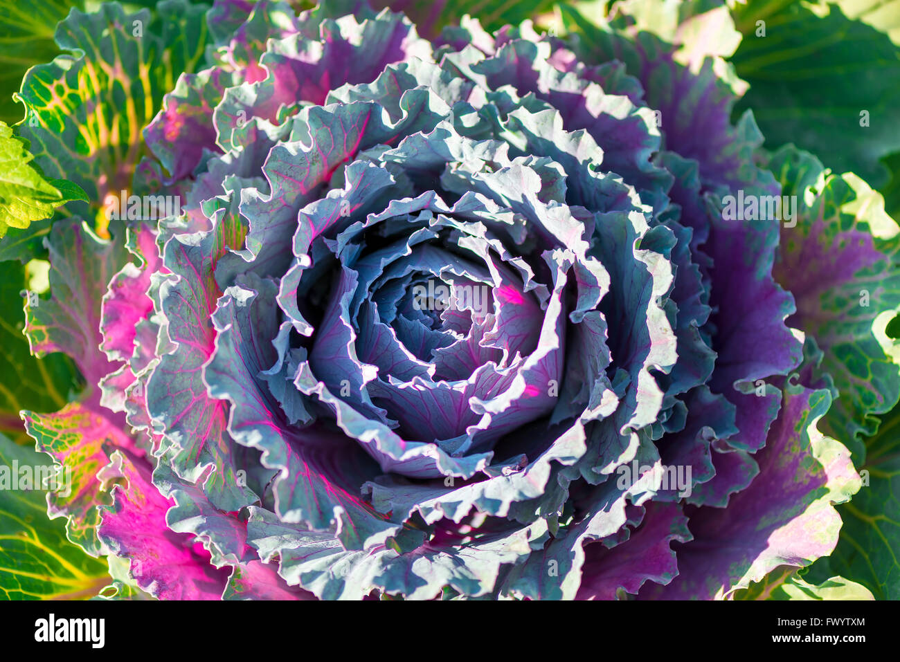 purple cabbage growing in the garden view from above Stock Photo - Alamy