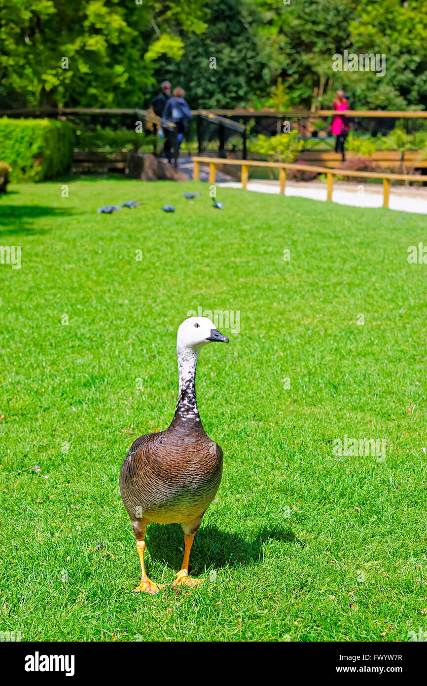 Goose in the park of Leeds Castle in Kent in England Stock Photo - Alamy