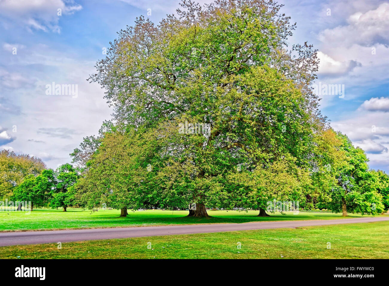 Big old Alder tree in Park of Audley End House in Essex in England. It ...