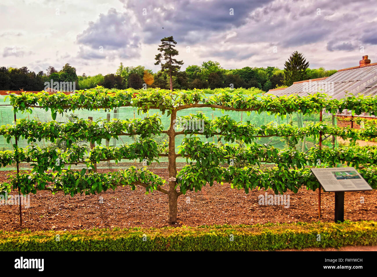 Organic garden in medieval hi-res stock photography and images - Alamy