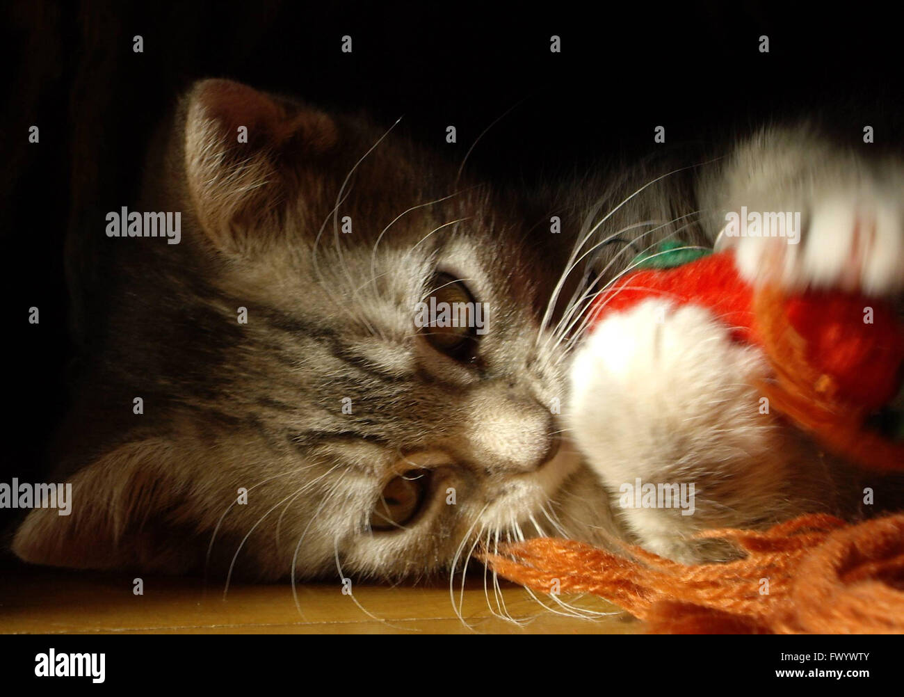 Kitten at Play Stock Photo - Alamy