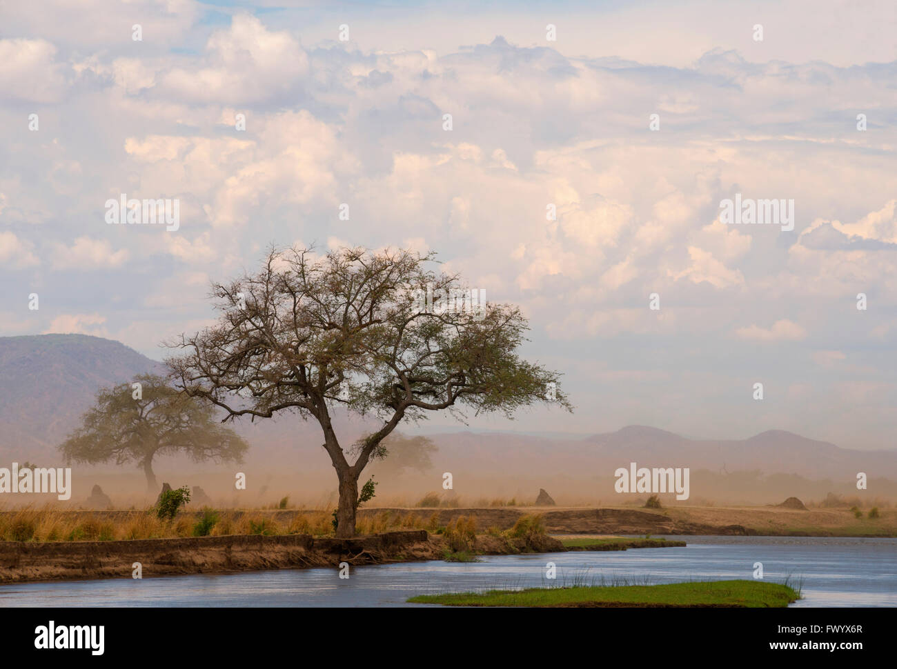 Acacia albida trees hi-res stock photography and images - Alamy