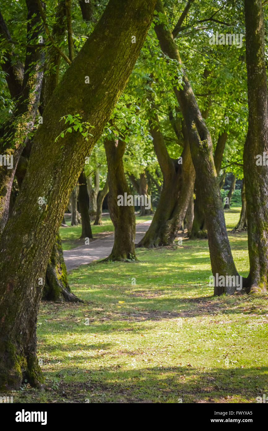 Path under the trees in a sunny day Stock Photo - Alamy