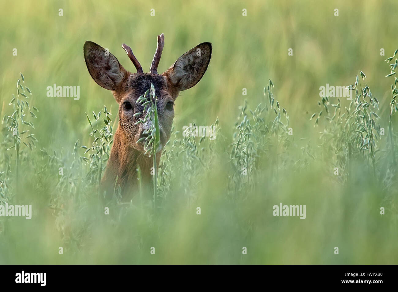 Roebuck hi-res stock photography and images - Alamy