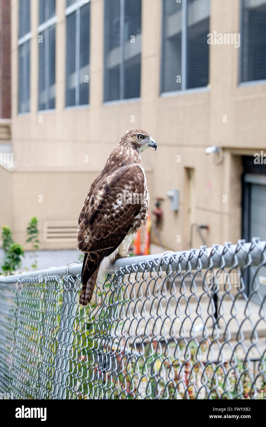 Buzzard sitting on fence, downtown Atlanta, USA Stock Photo - Alamy