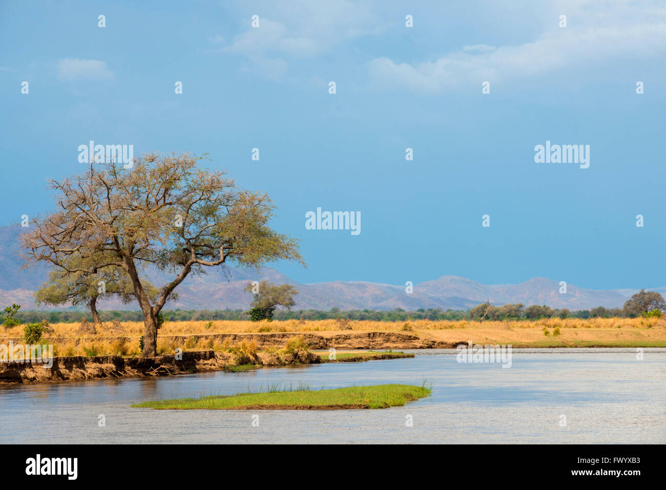 Faidherbia Albida Tree High Resolution Stock Photography and Images - Alamy