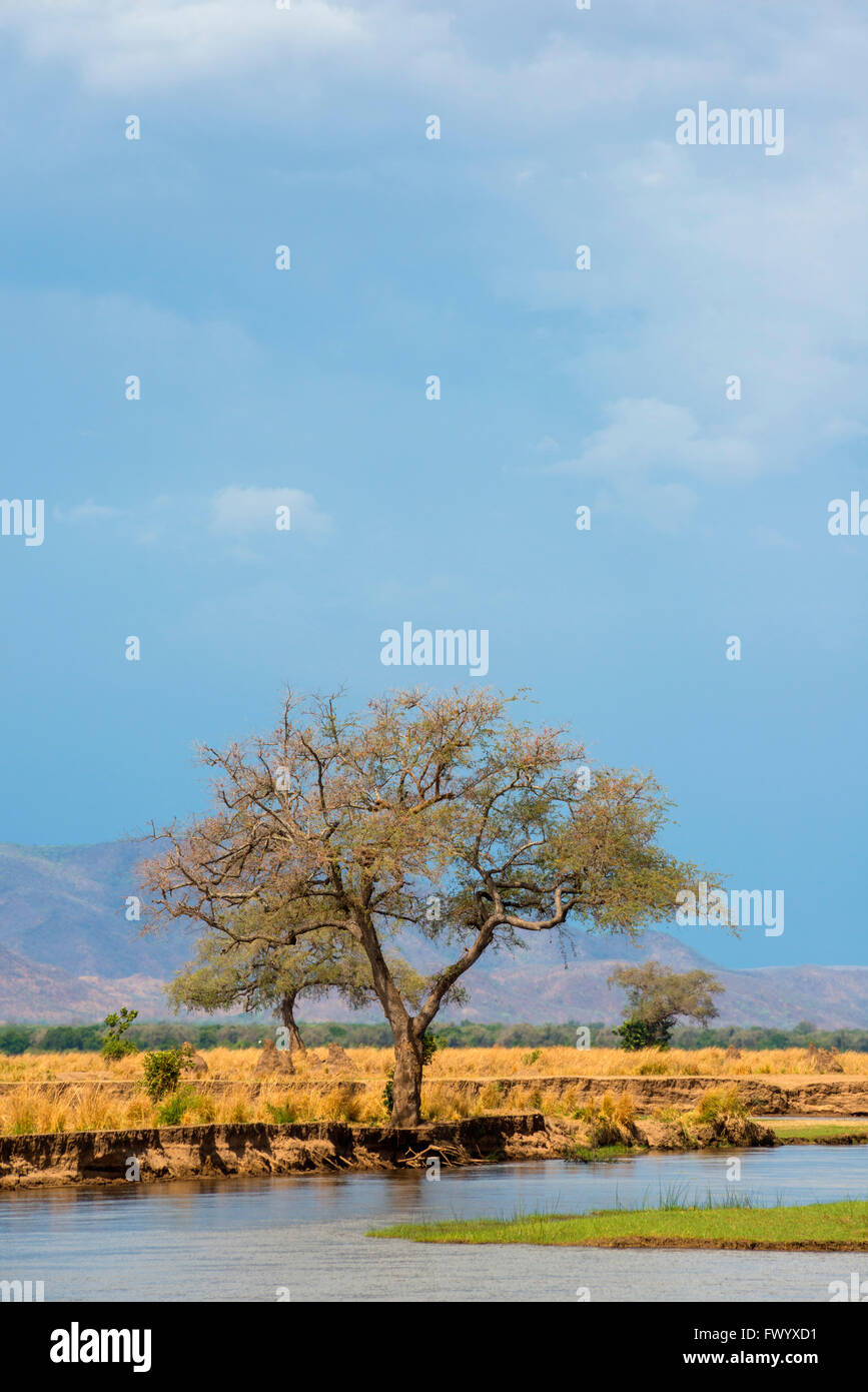Faidherbia albida tree hi-res stock photography and images - Alamy