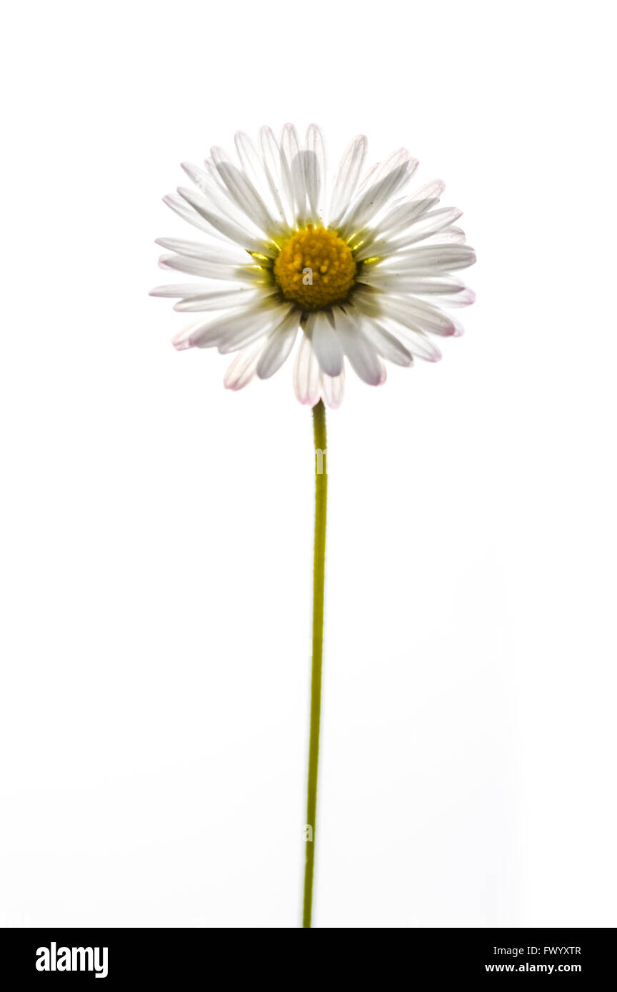 beautiful daisy flower isolated on white background Stock Photo - Alamy