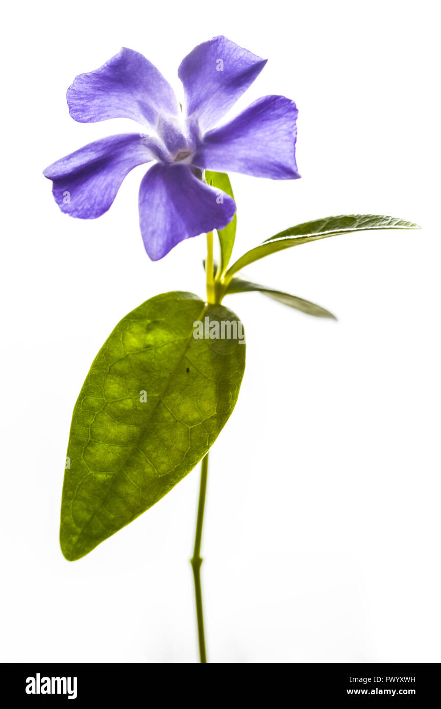 beautiful periwinkle flower isolated on white background Stock Photo ...