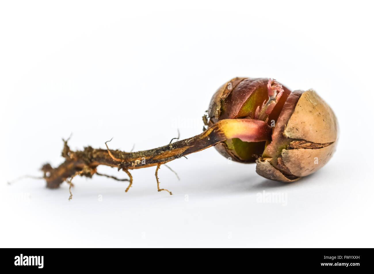 oak sprout growing from the acorn with roots Stock Photo - Alamy