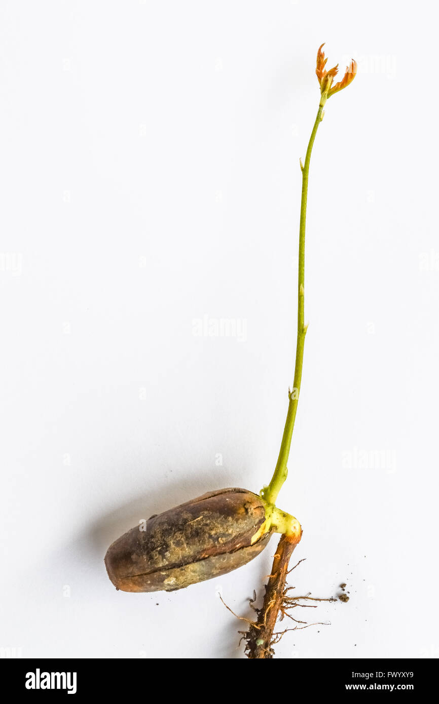 Acorn sprout hi-res stock photography and images - Alamy
