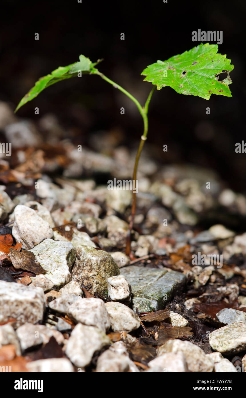 Small tree seedling on black background and gravel Stock Photo - Alamy