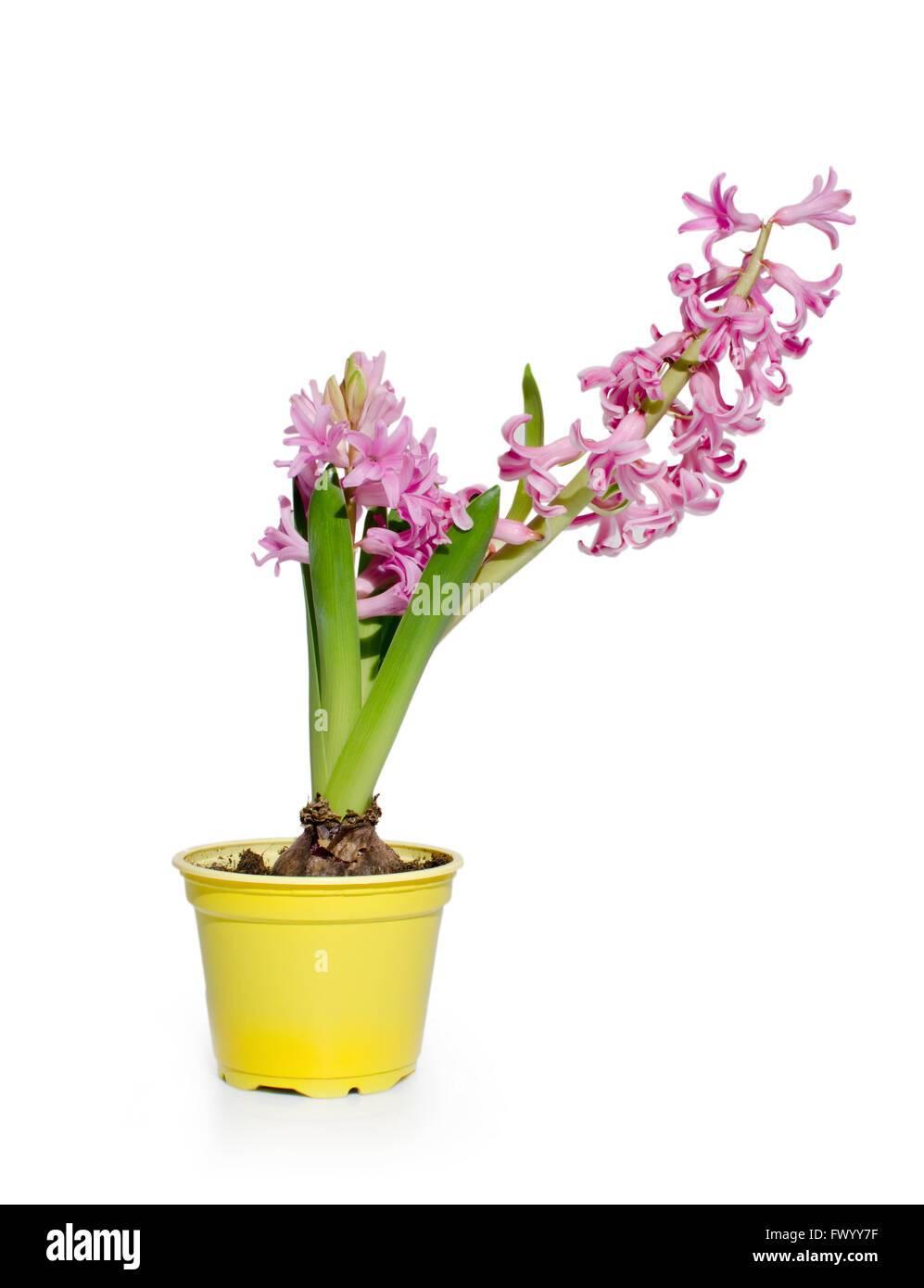 Pink bloom jacinth isolated on white background Stock Photo - Alamy