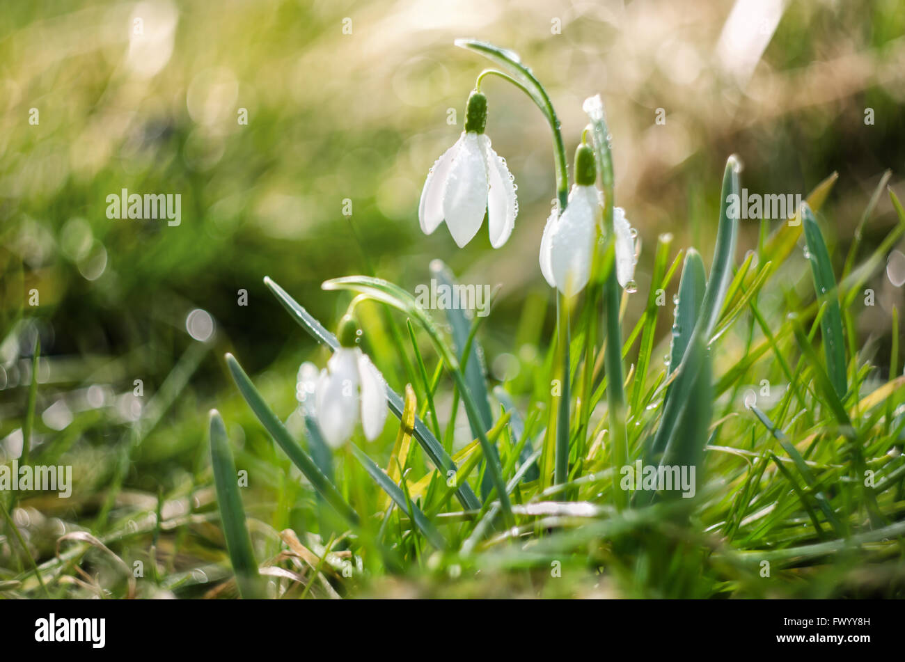 They grow first three hi-res stock photography and images - Alamy