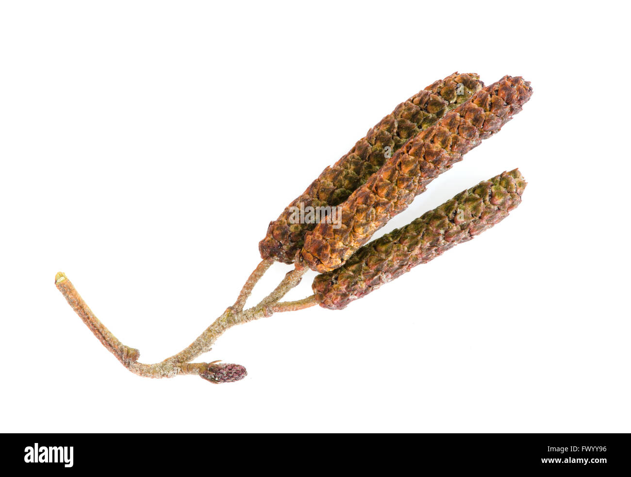 Alder twig with seeds isolated on white background Stock Photo - Alamy