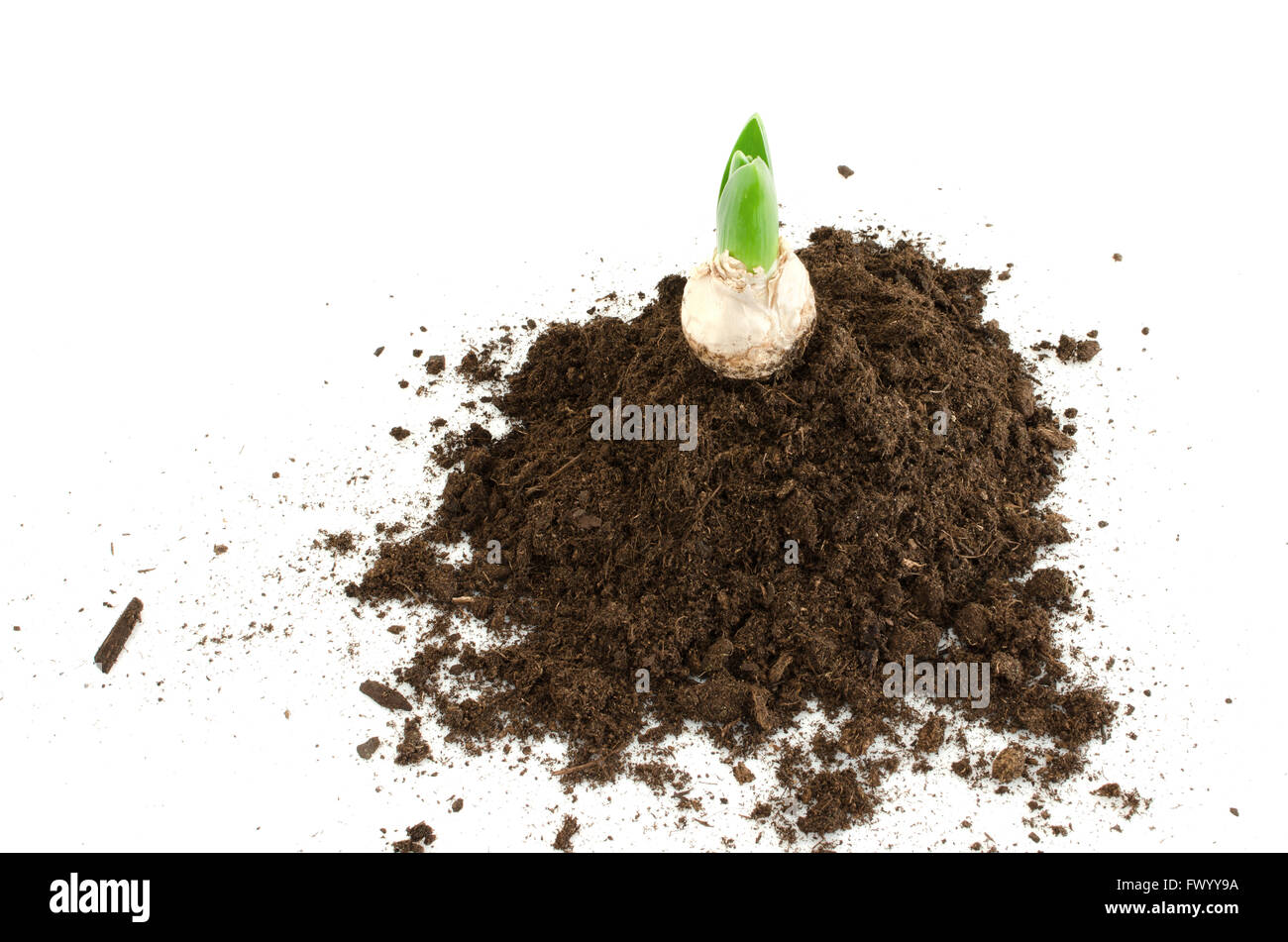 Sprouting hyacinthus on the heap of soil Stock Photo - Alamy