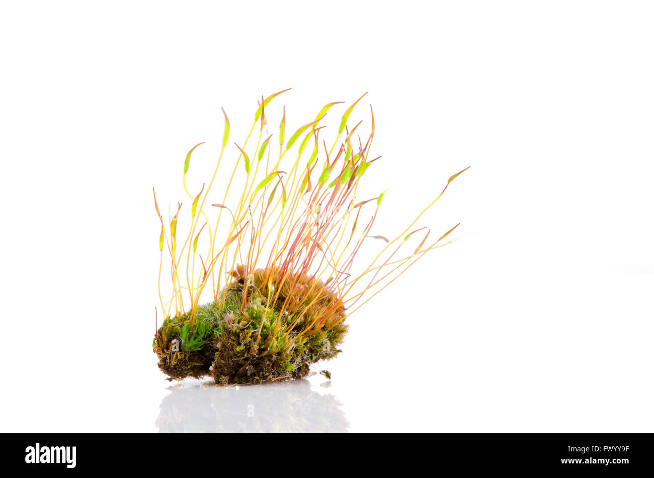 Piece of moss isolated on white background Stock Photo - Alamy