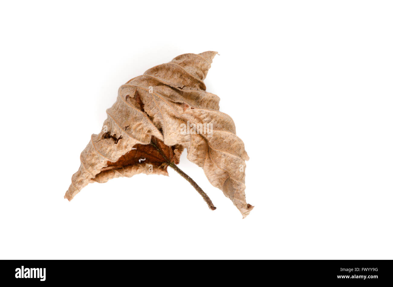Old autumn dead leaf isolated on white background Stock Photo - Alamy