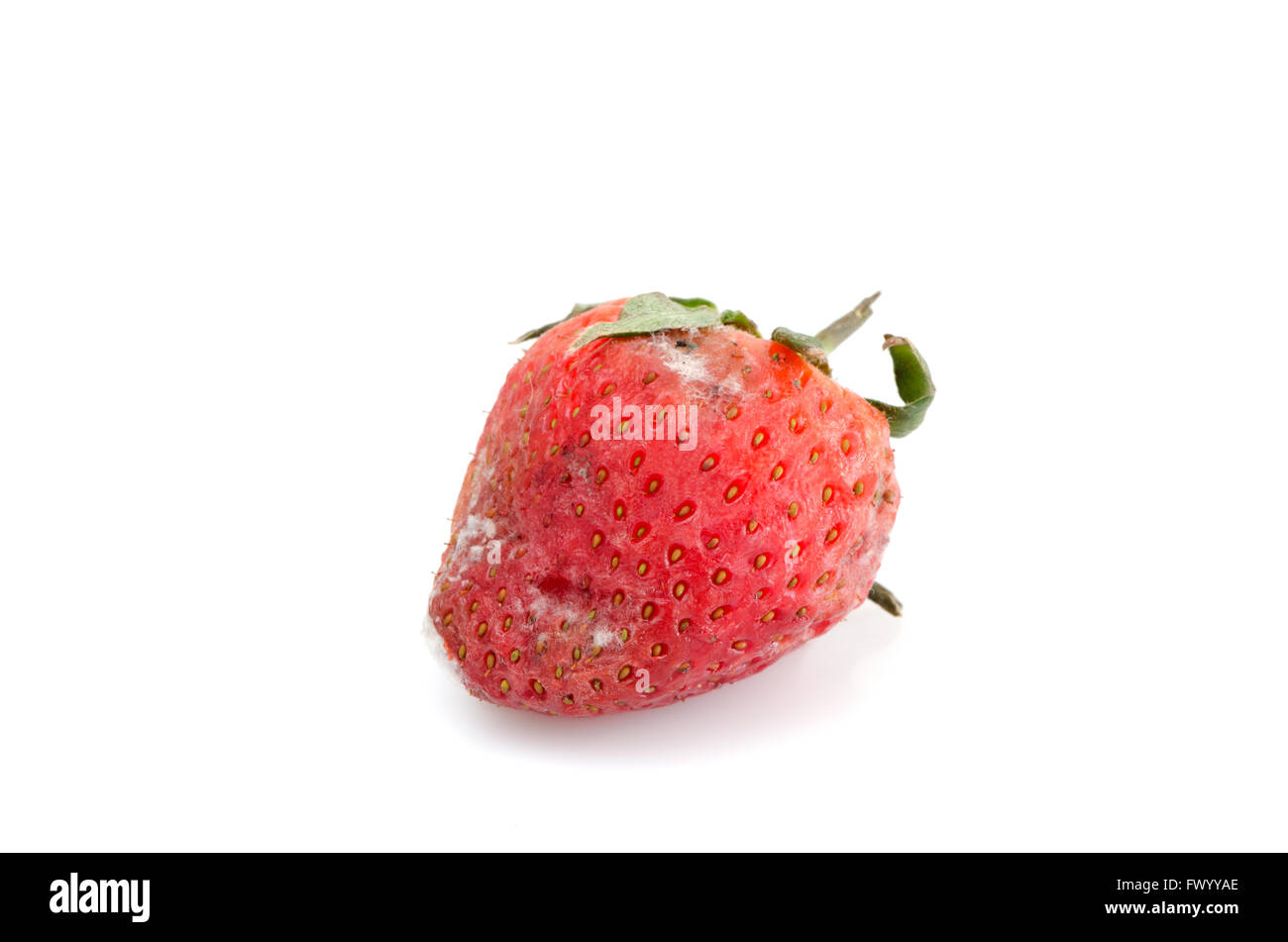 Moldy rotten strawberry isolated on white background Stock Photo - Alamy