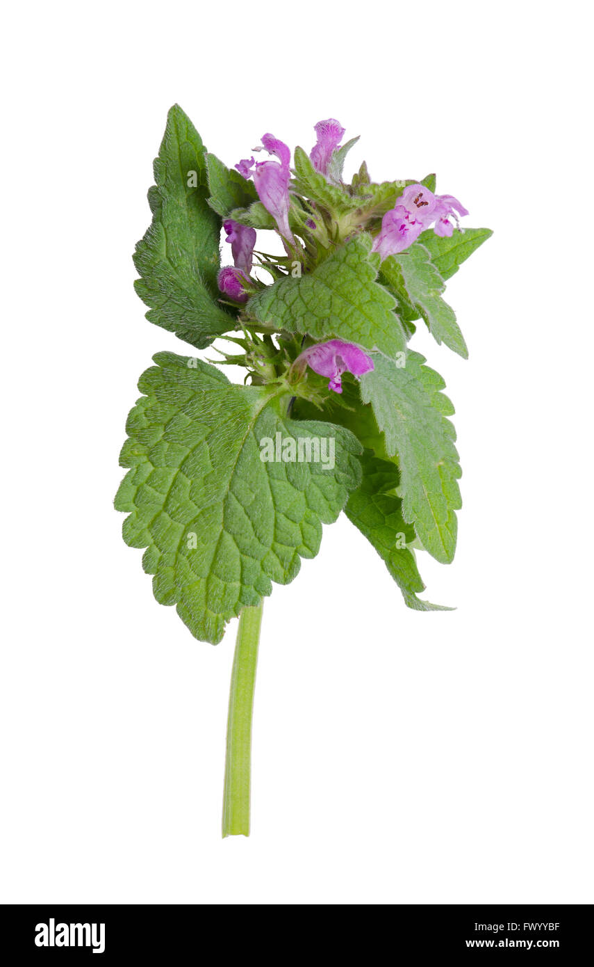 Purple dead nettle wild flower leaves hi-res stock photography and ...