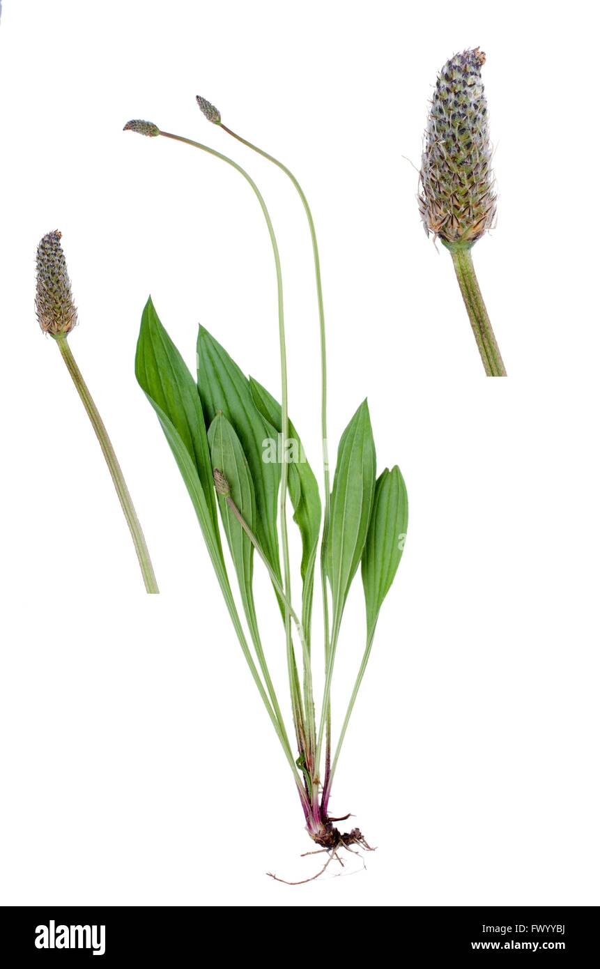 Conringia orientalis isolated on white background with detail of two ...