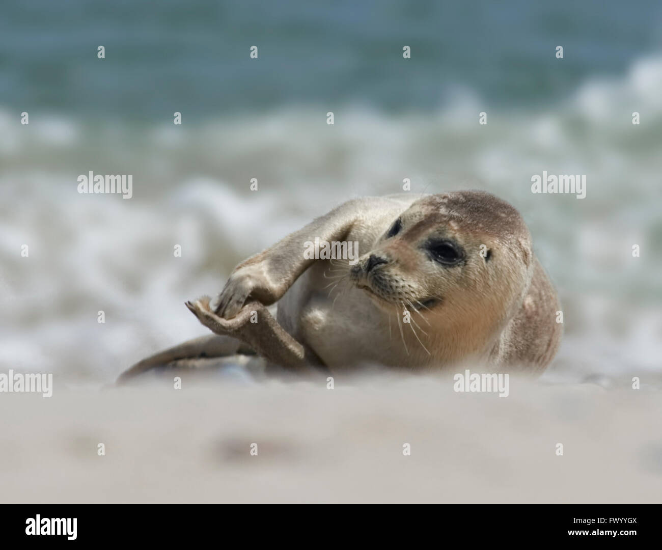Baby seals hi-res stock photography and images - Alamy