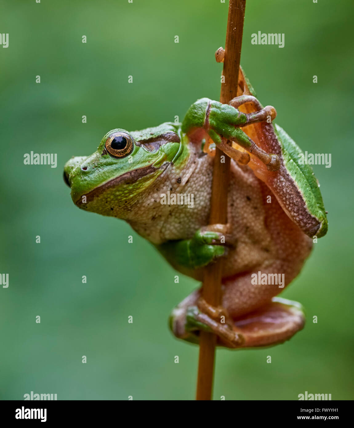 European tree frog hi-res stock photography and images - Alamy