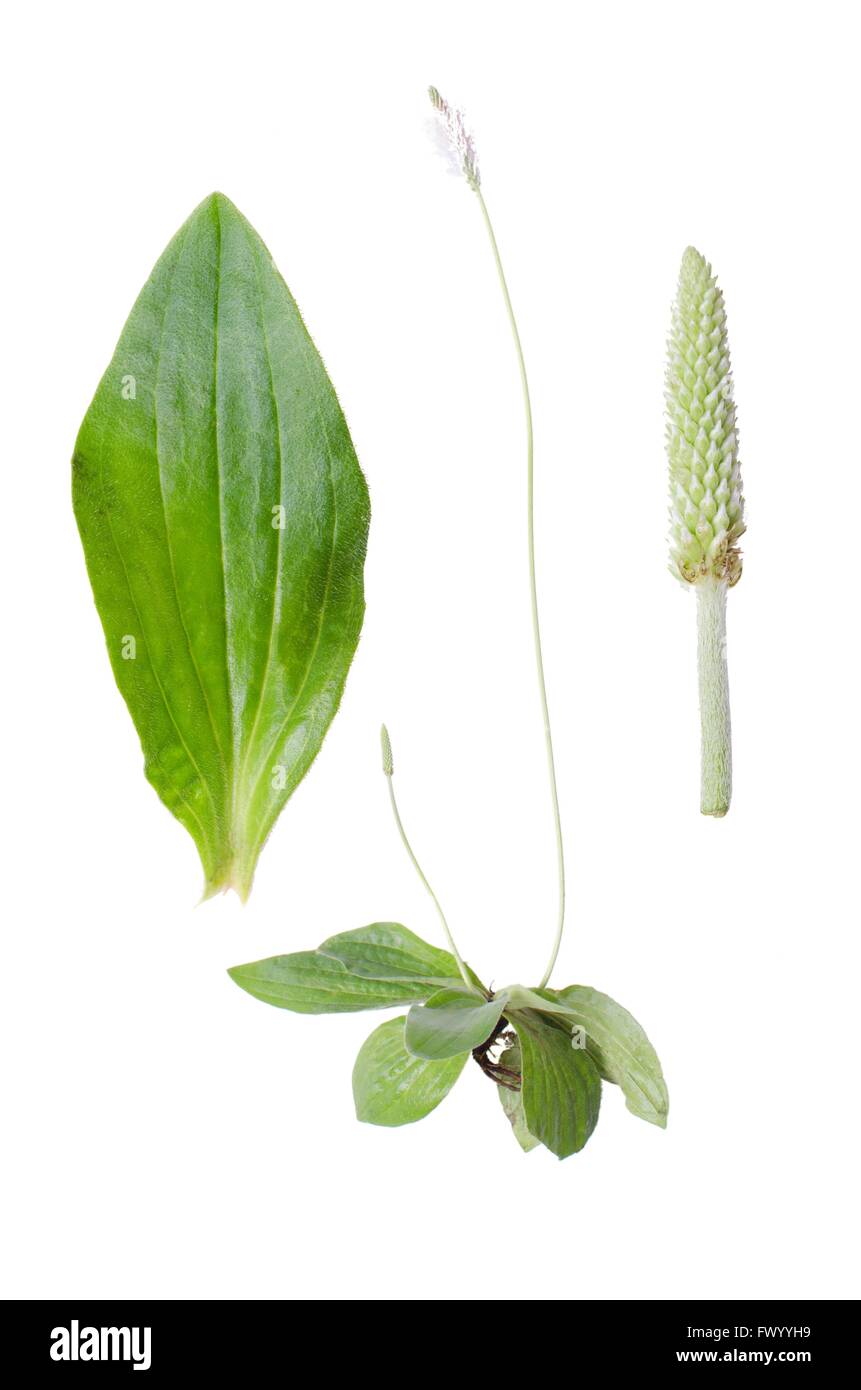 Plantago media and details of bloom na leaf isolated on white ...
