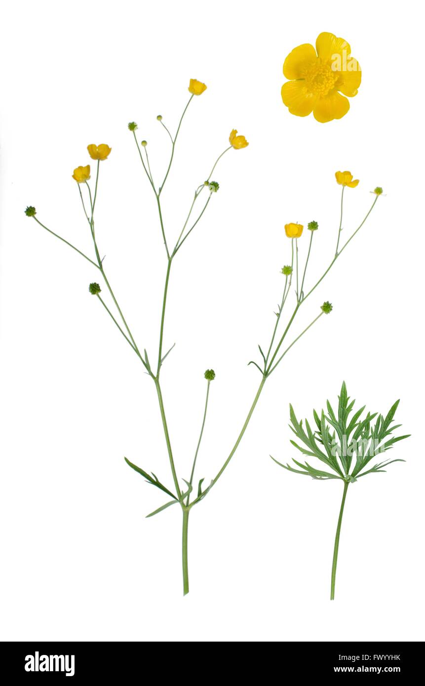 Ranunculus flower and details of bloom and leaf isolated on white ...
