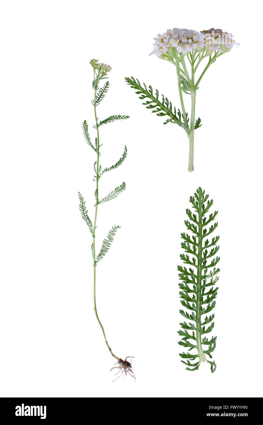 Yarrow flower and details of root, bloom and leaf beside isolated on ...