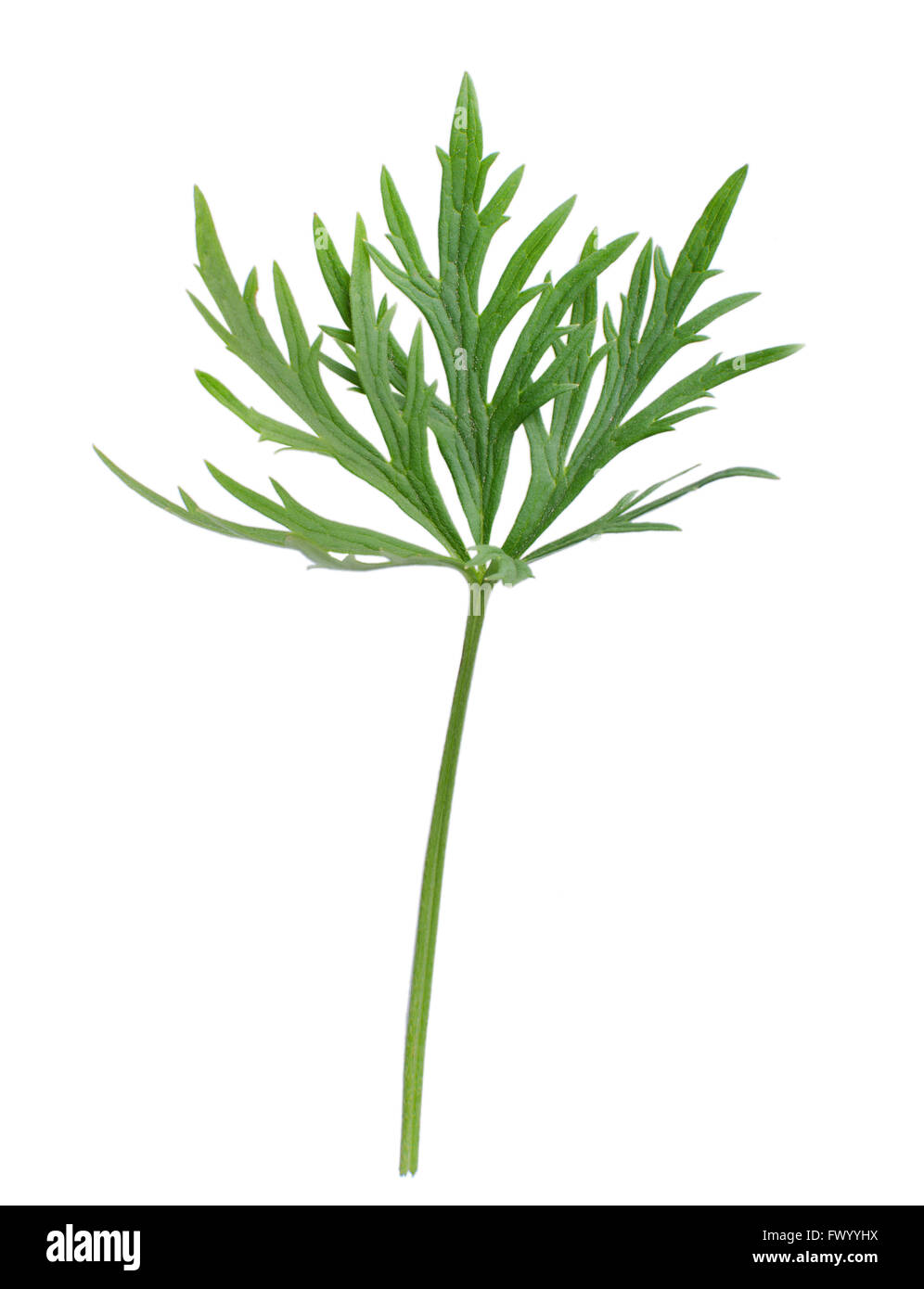 Fresh buttercup leaf isolated on white background Stock Photo - Alamy