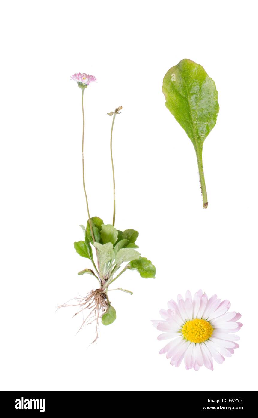 Bellis perennis and details of leaf and bloom isolatedn on white ...