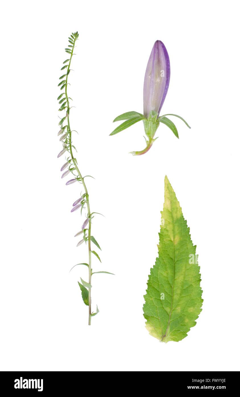 Campanula rapunculoides plant with details of bloom and leaf beside ...