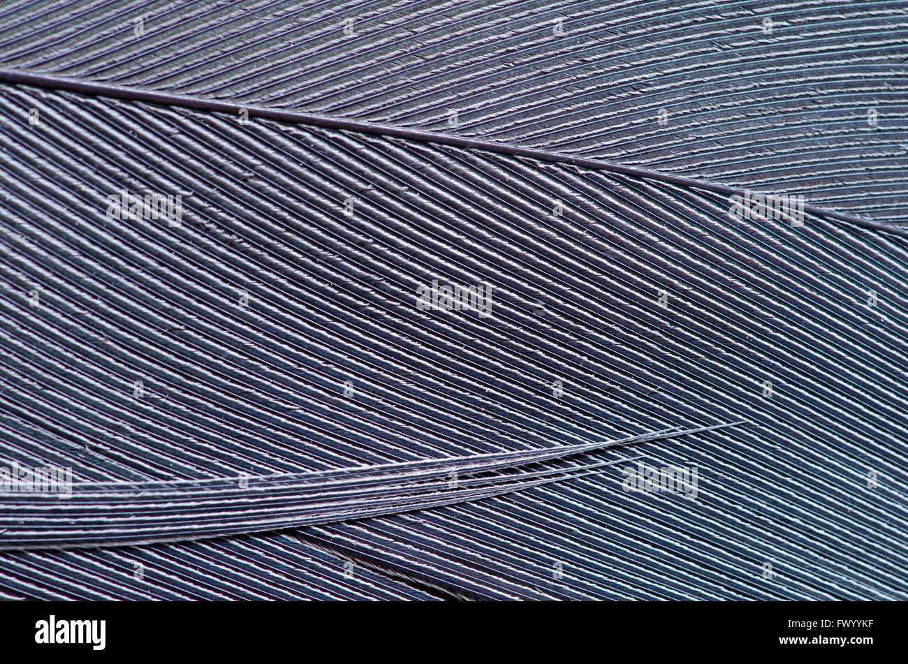 Detail of nice stork feather texture Stock Photo - Alamy