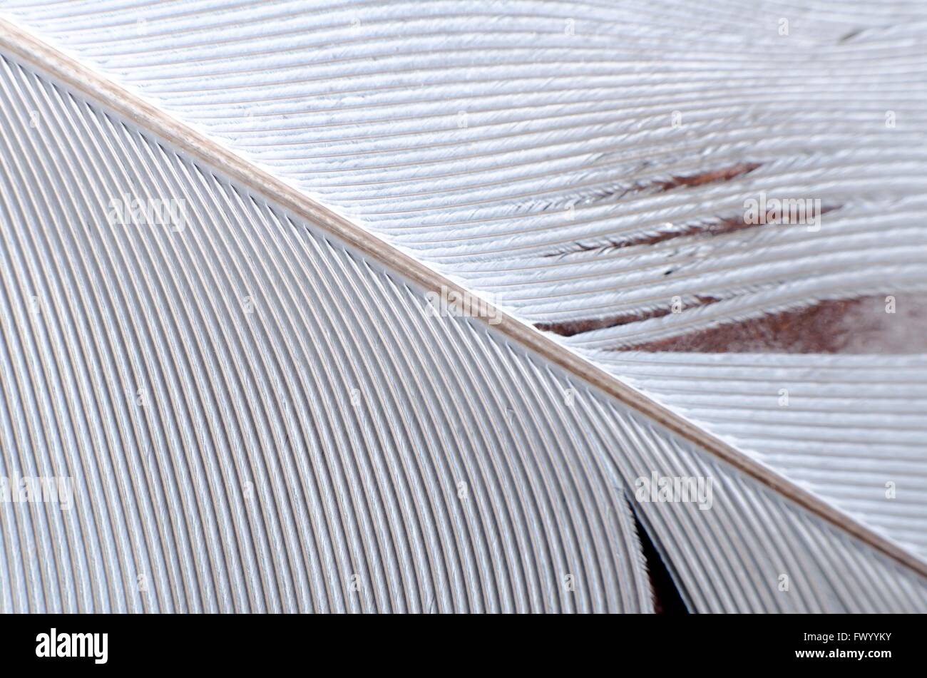 Feather texture hi-res stock photography and images - Alamy