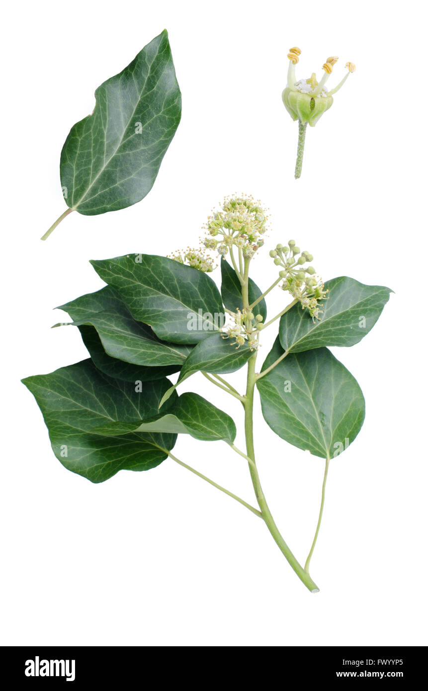 Hedera branch with leaf and bloom detail beside isolated on white ...