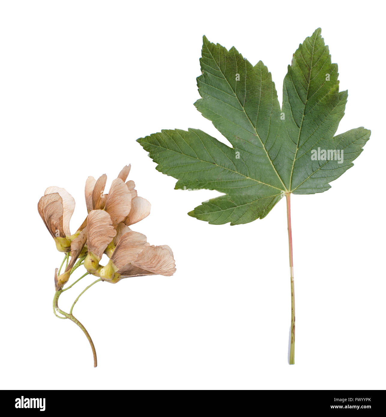 Details of maple leaf and seeds isolated on white background Stock ...