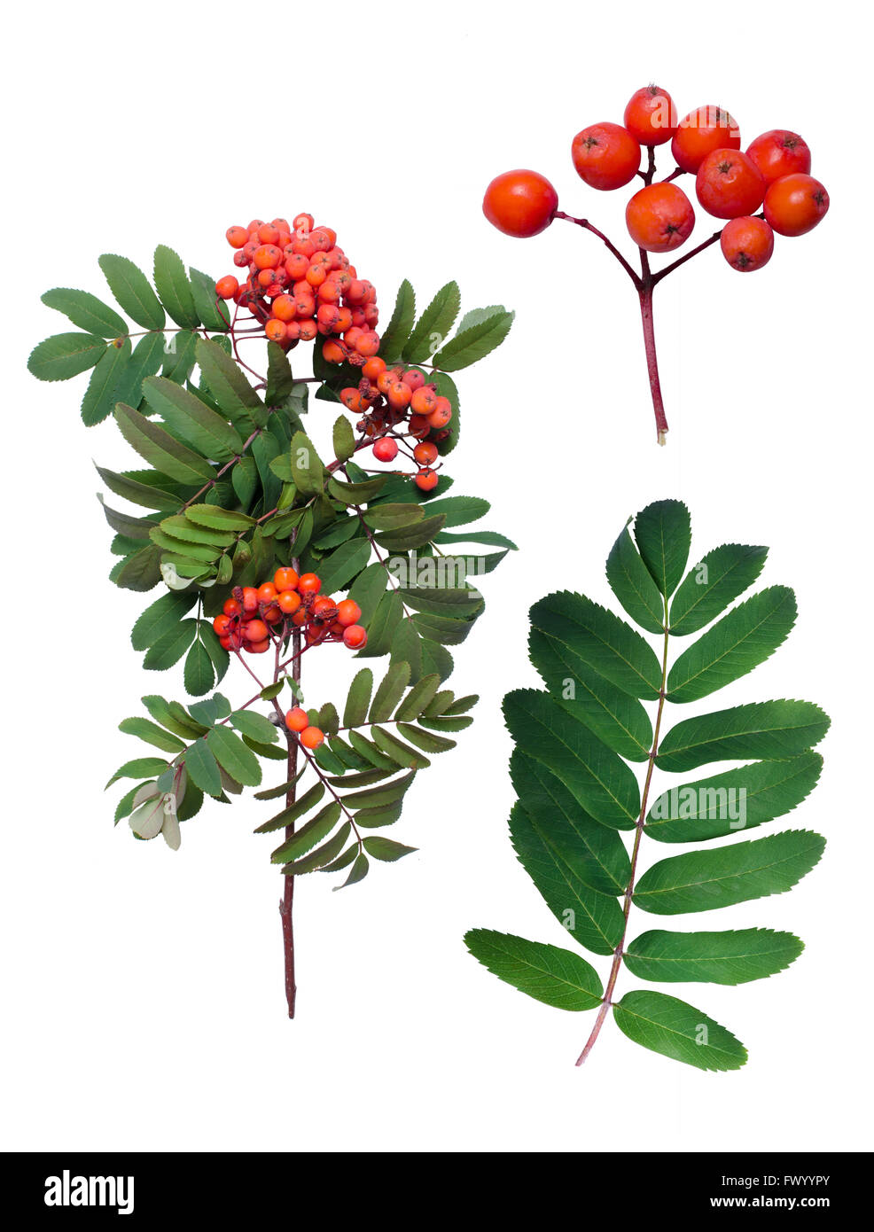 Rowan leaf Cut Out Stock Images & Pictures - Alamy