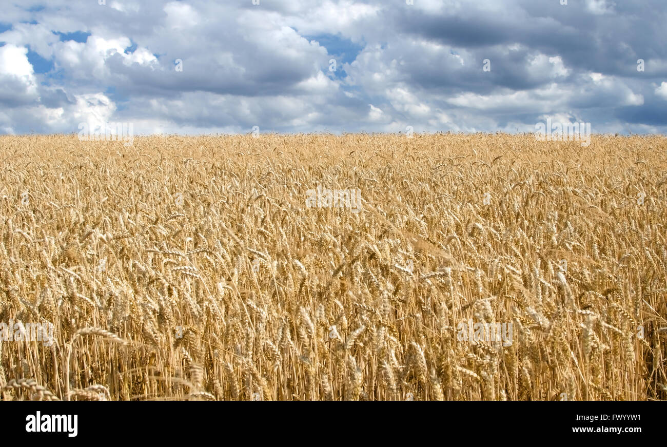 Horizontal shot of landscape consisting of wheat field and cloudy sky ...